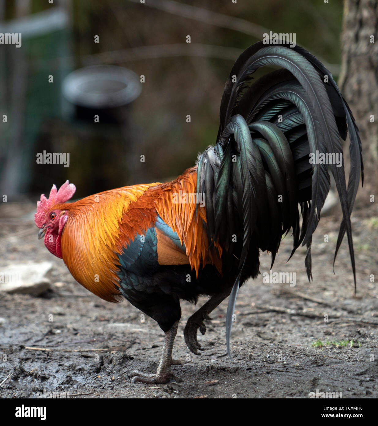 Tibetan native chicken Stock Photo - Alamy
