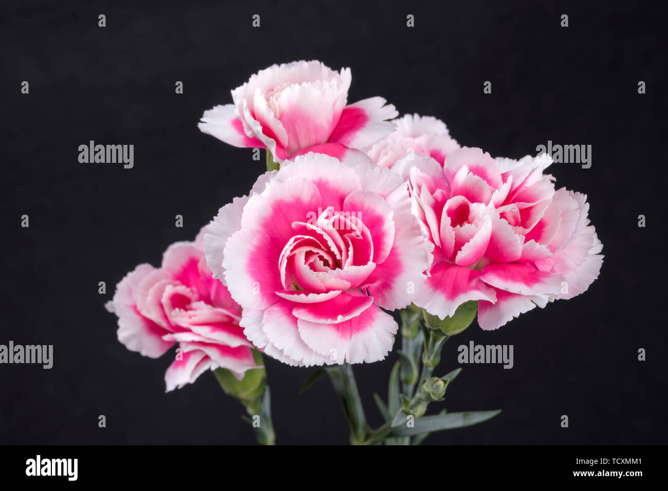 Carnation ornaments hi-res stock photography and images - Alamy