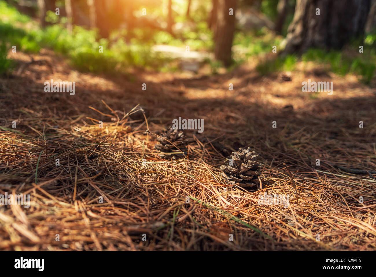 A pine ball that fell to the ground in the pine woods Stock Photo - Alamy
