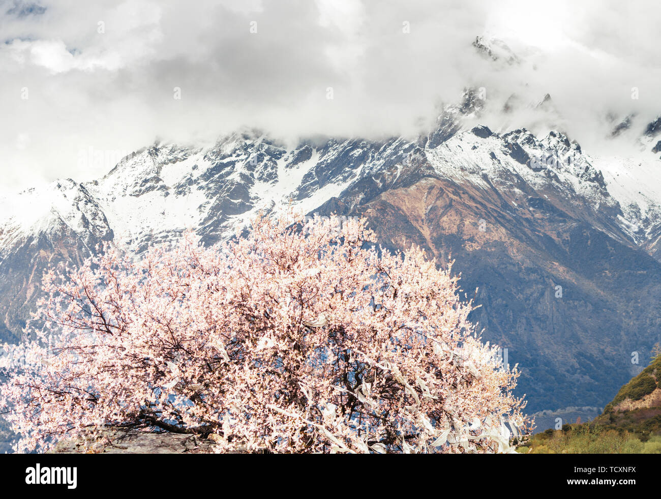chinji peach blossom Stock Photo - Alamy
