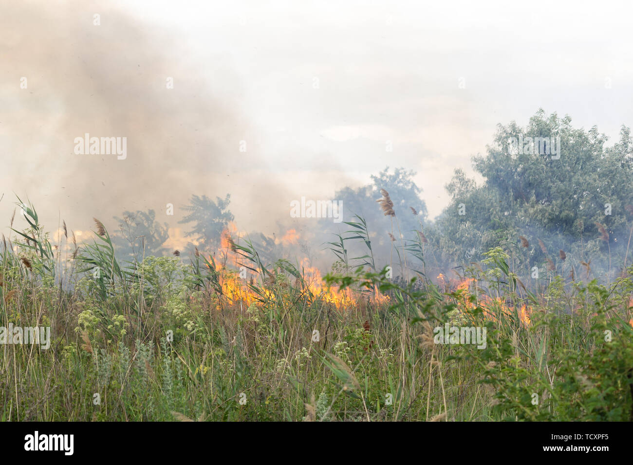Forest fire Burning dry grass. Summer, drought Stock Photo - Alamy
