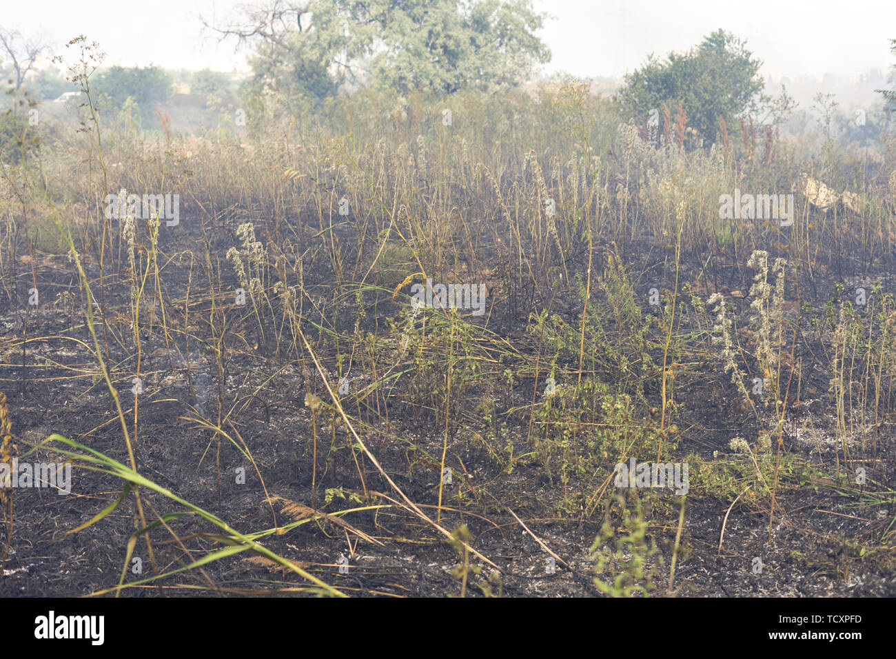 Forest fire Burning dry grass. Summer, drought Stock Photo - Alamy