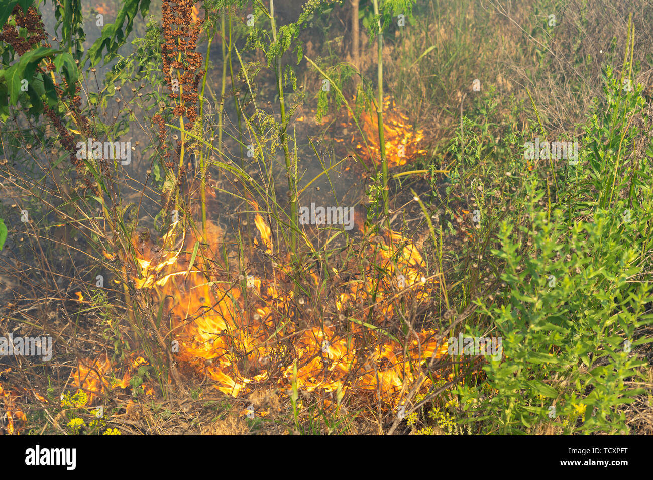 Forest fire Burning dry grass. Summer, drought Stock Photo - Alamy