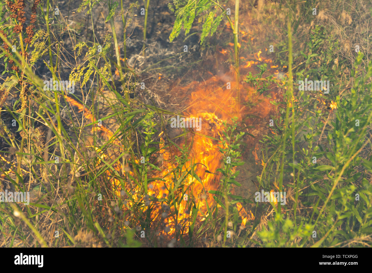 Forest fire Burning dry grass. Summer, drought Stock Photo - Alamy