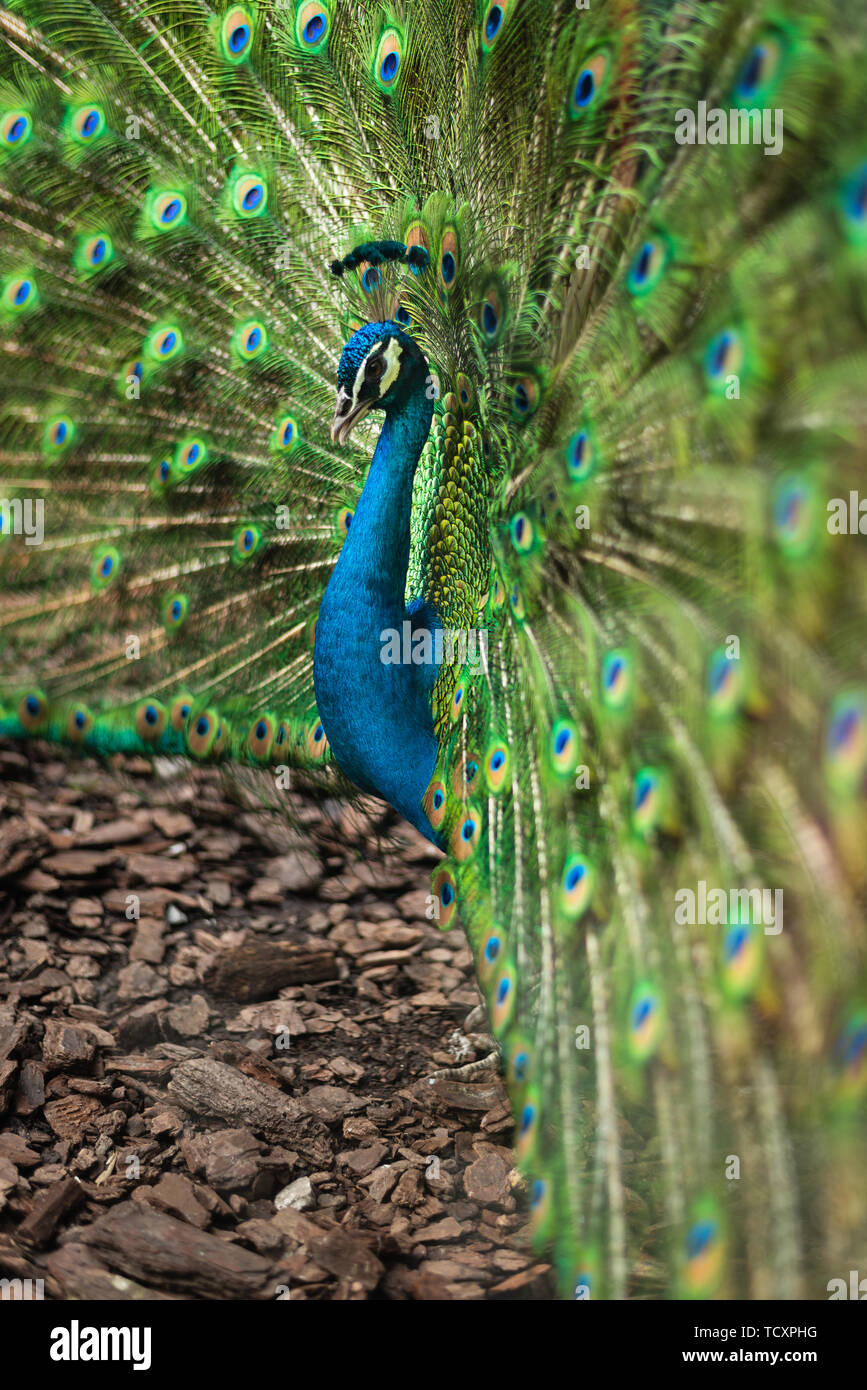 Open-screen male peacock Stock Photo - Alamy