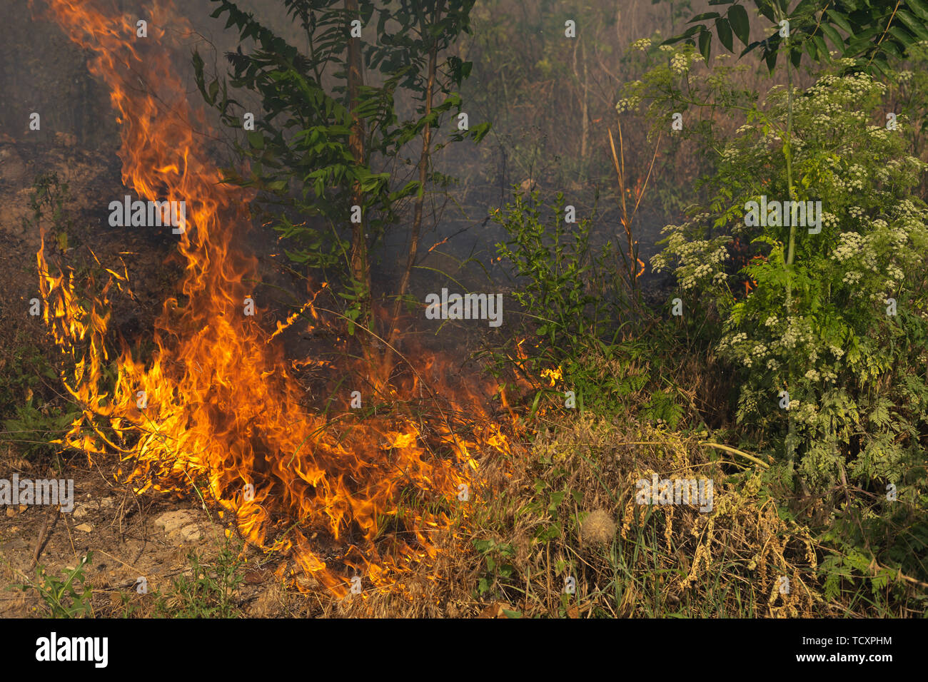 Forest fire Burning dry grass. Summer, drought Stock Photo - Alamy