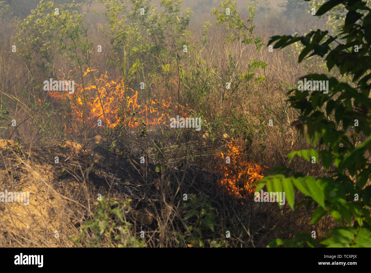 Forest fire Burning dry grass. Summer, drought Stock Photo - Alamy