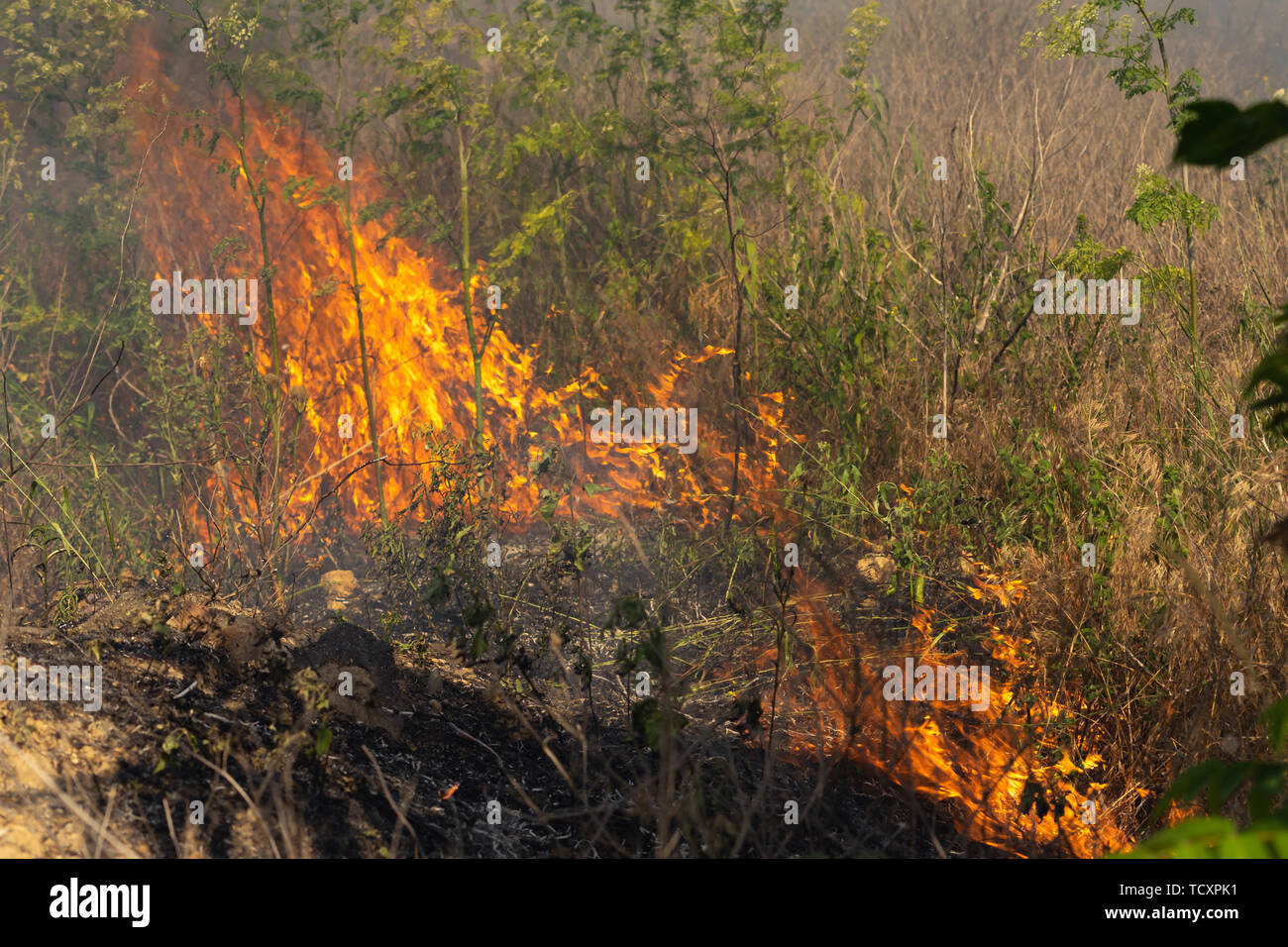 Forest fire Burning dry grass. Summer, drought Stock Photo - Alamy