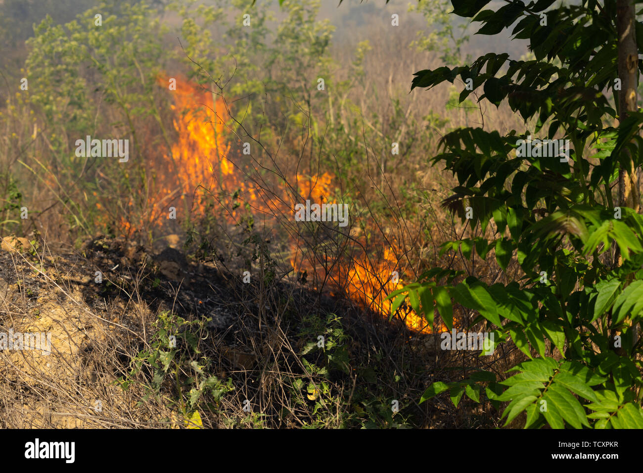 Forest fire Burning dry grass. Summer, drought Stock Photo - Alamy