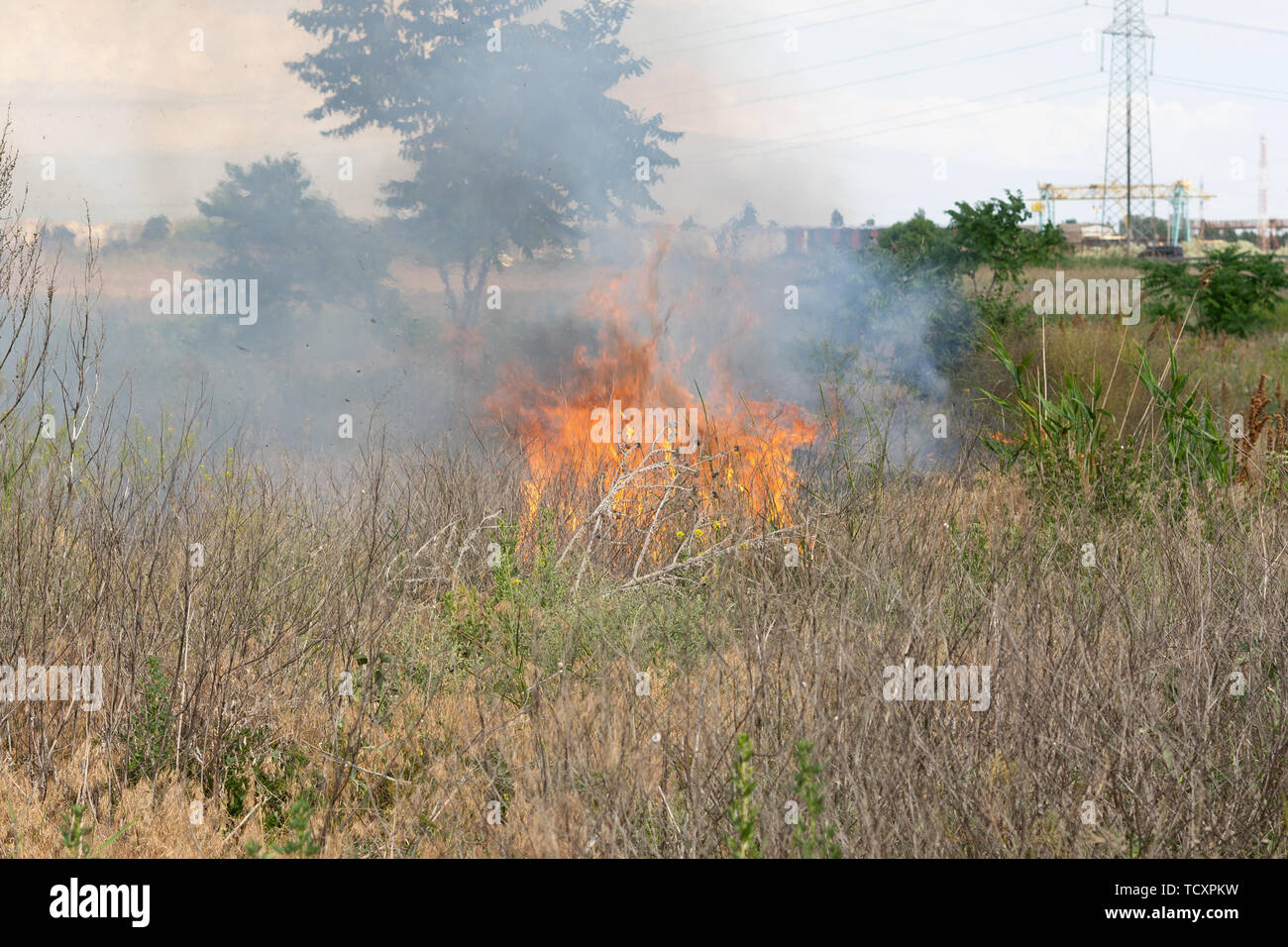 Forest fire Burning dry grass. Summer, drought Stock Photo - Alamy