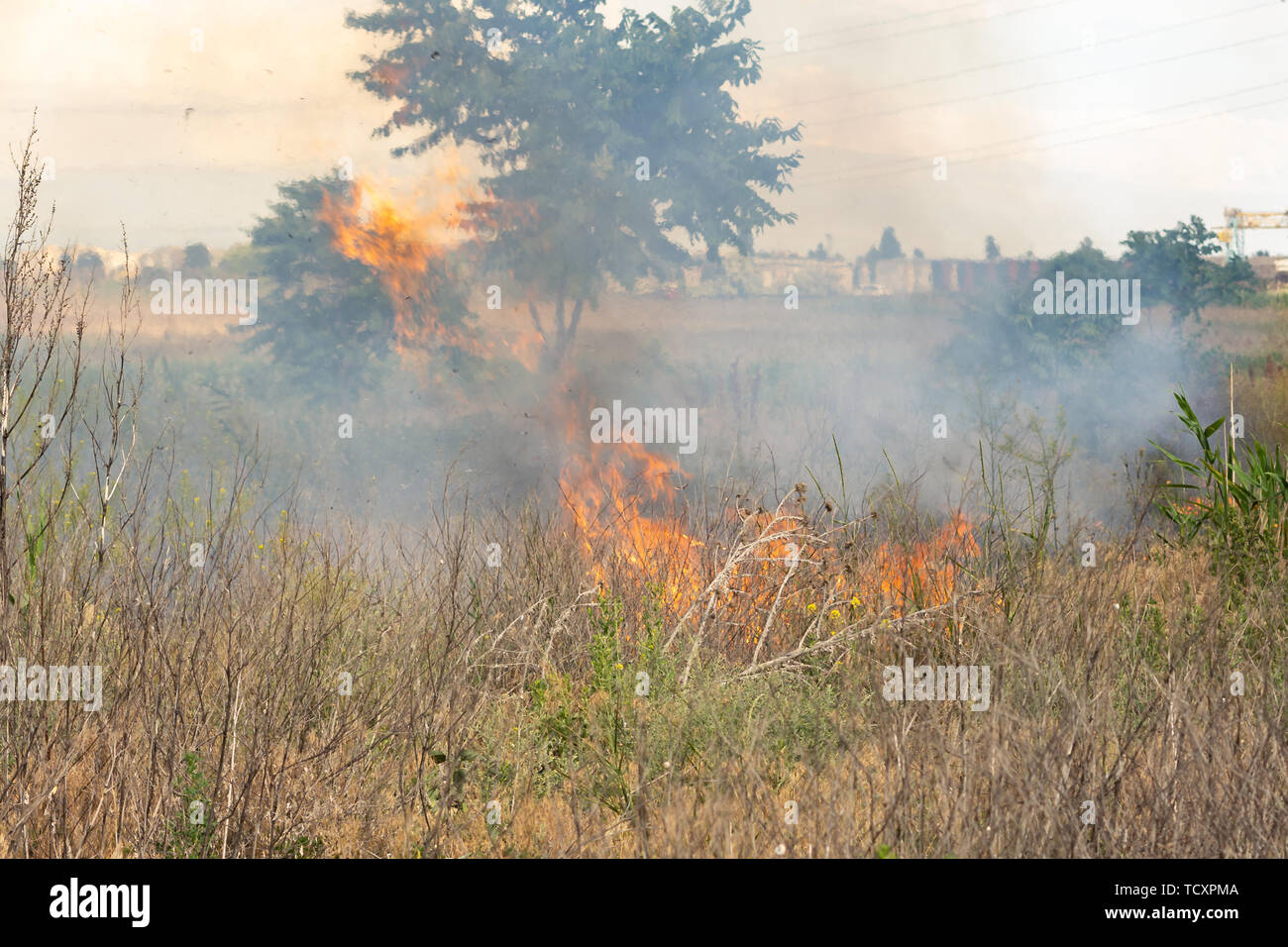 Forest fire Burning dry grass. Summer, drought Stock Photo - Alamy