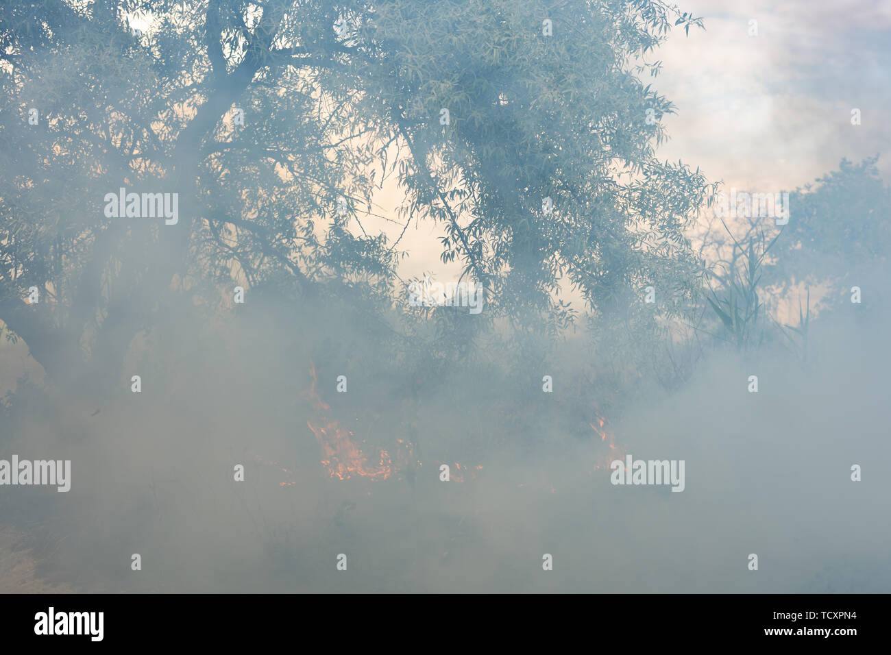 Forest fire Burning dry grass. Summer, drought Stock Photo - Alamy