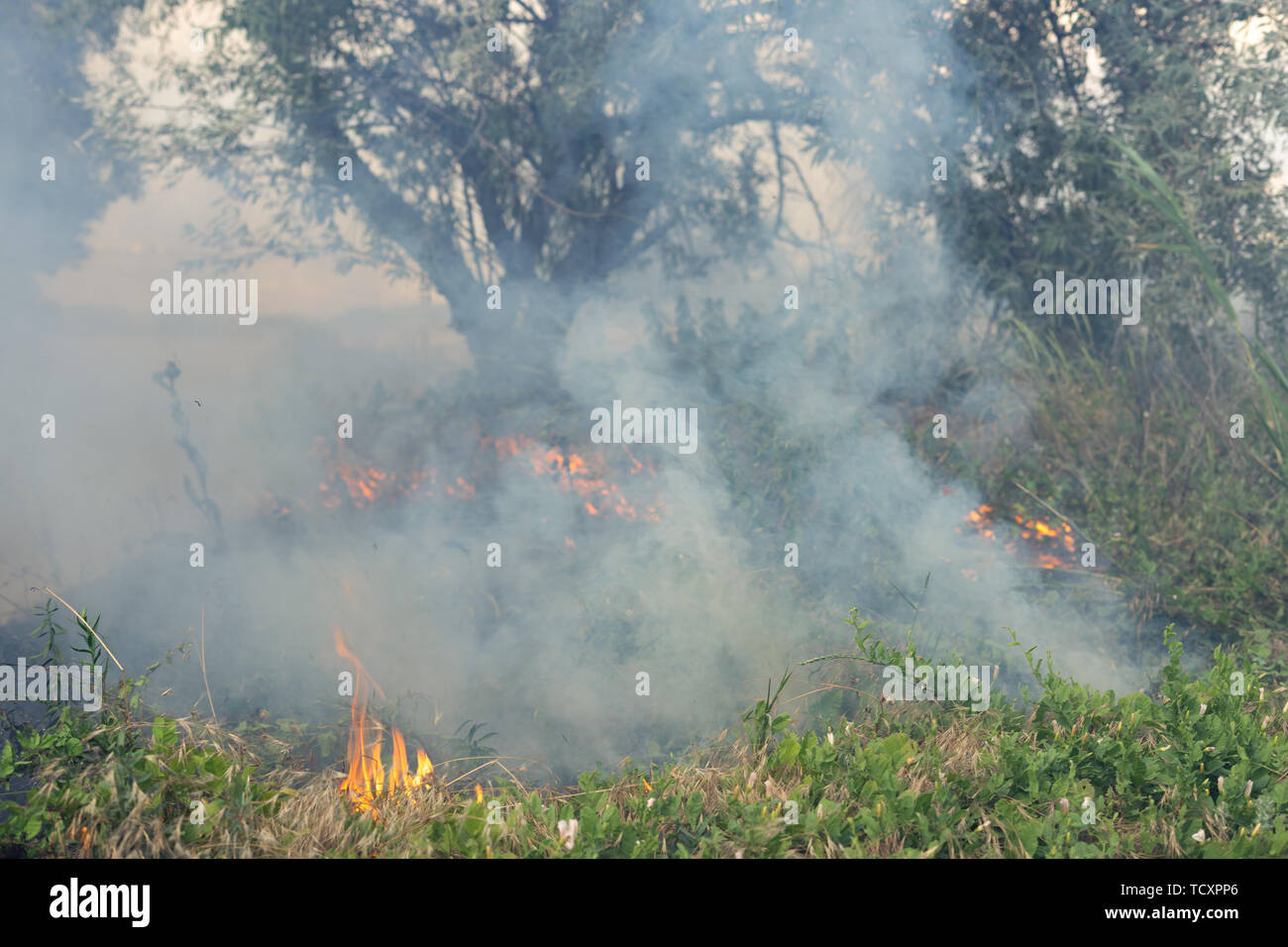 Forest fire Burning dry grass. Summer, drought Stock Photo - Alamy