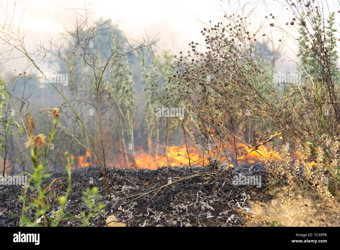 Forest fire Burning dry grass. Summer, drought Stock Photo - Alamy