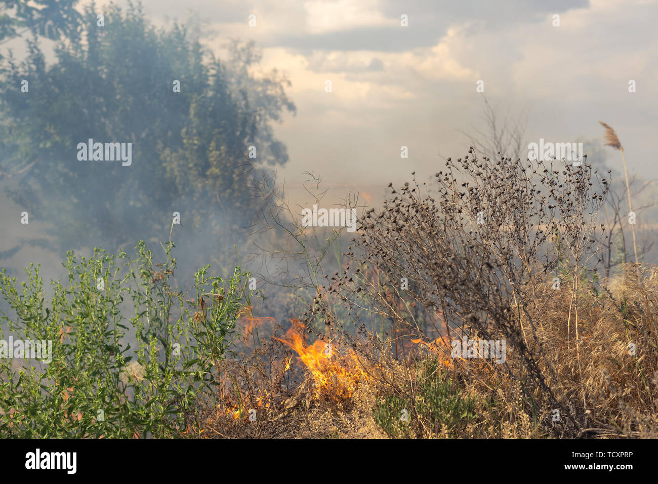 Forest fire Burning dry grass. Summer, drought Stock Photo - Alamy