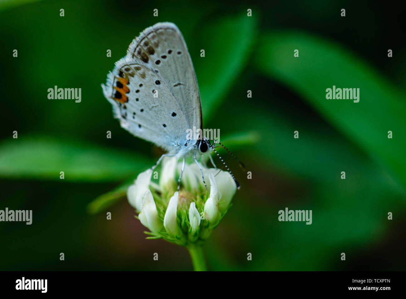 Butterfly crest hi-res stock photography and images - Alamy
