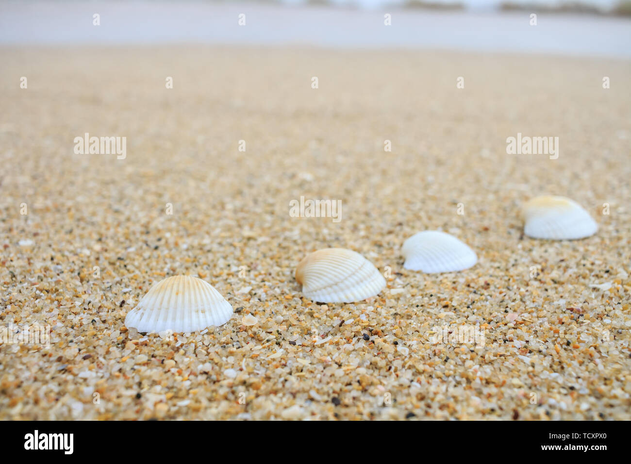 Four shells on the beach Stock Photo - Alamy