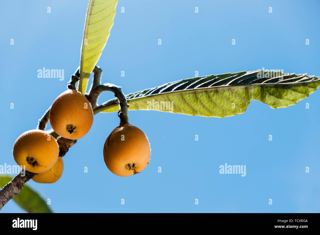 Loquat tree hi-res stock photography and images - Alamy