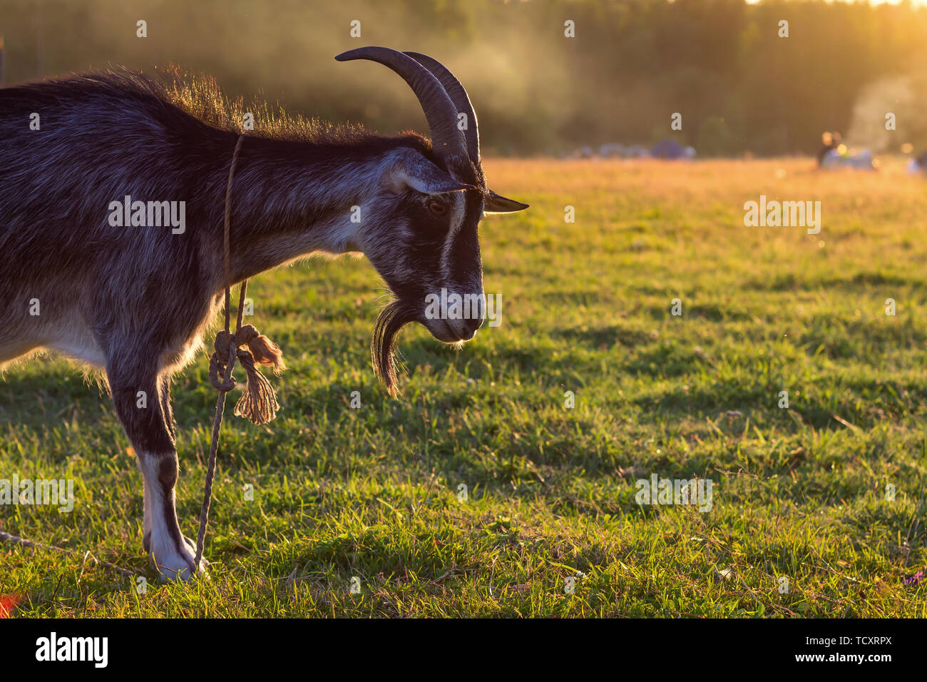 Black billy goat hi-res stock photography and images - Alamy