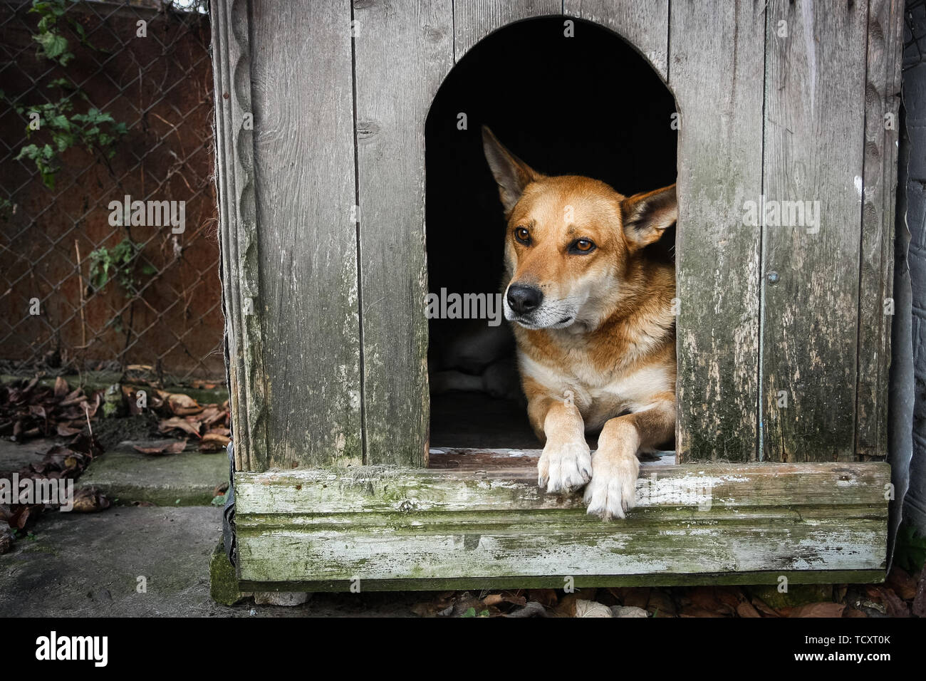 Sad Dog In Kennel