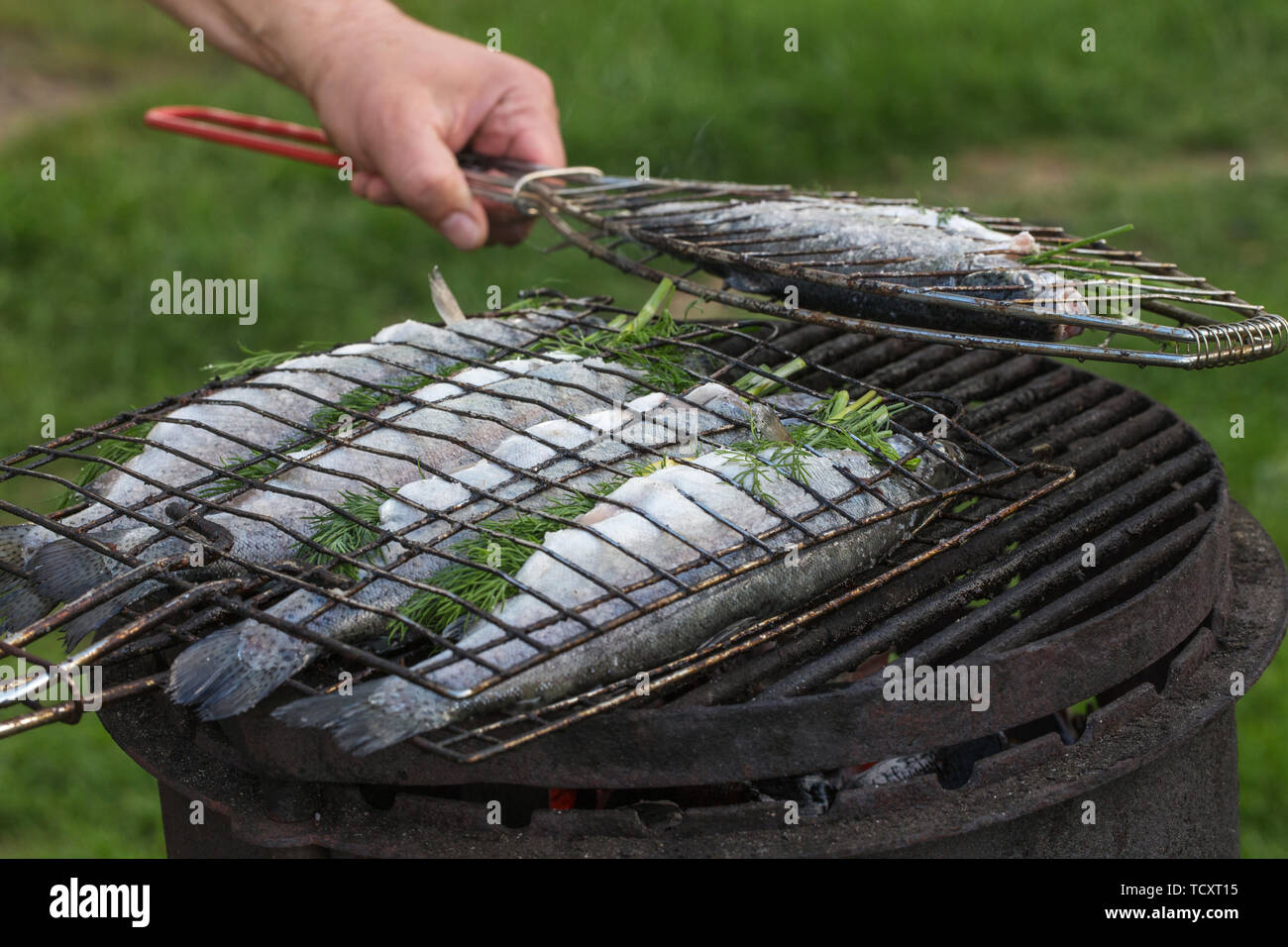 Grilling fish on campfire. The process of grilling trout Stock Photo ...