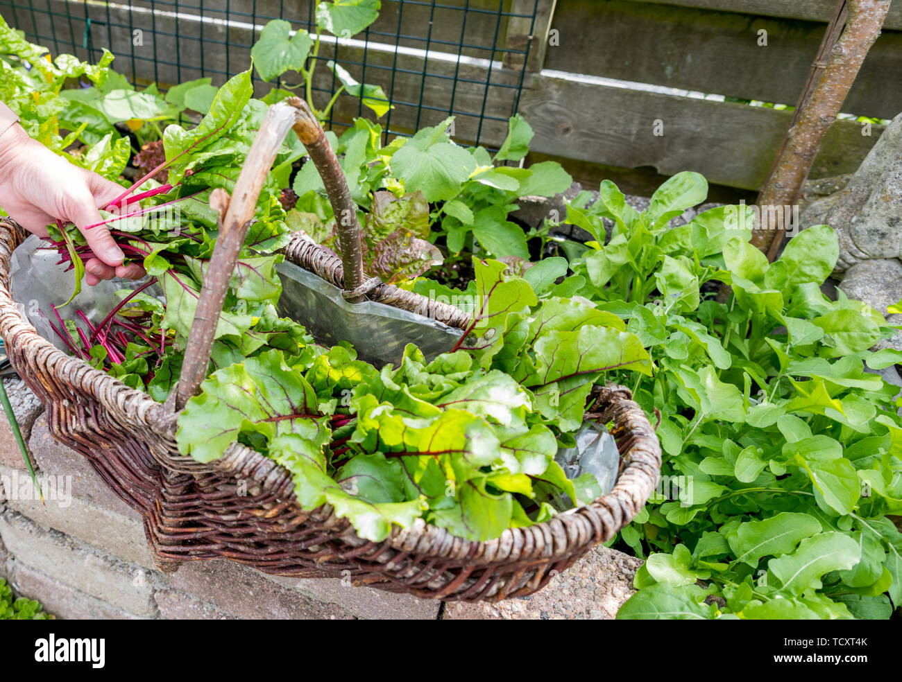 woman busy with harvesting the leaf of red beets in a vegetable garden ...
