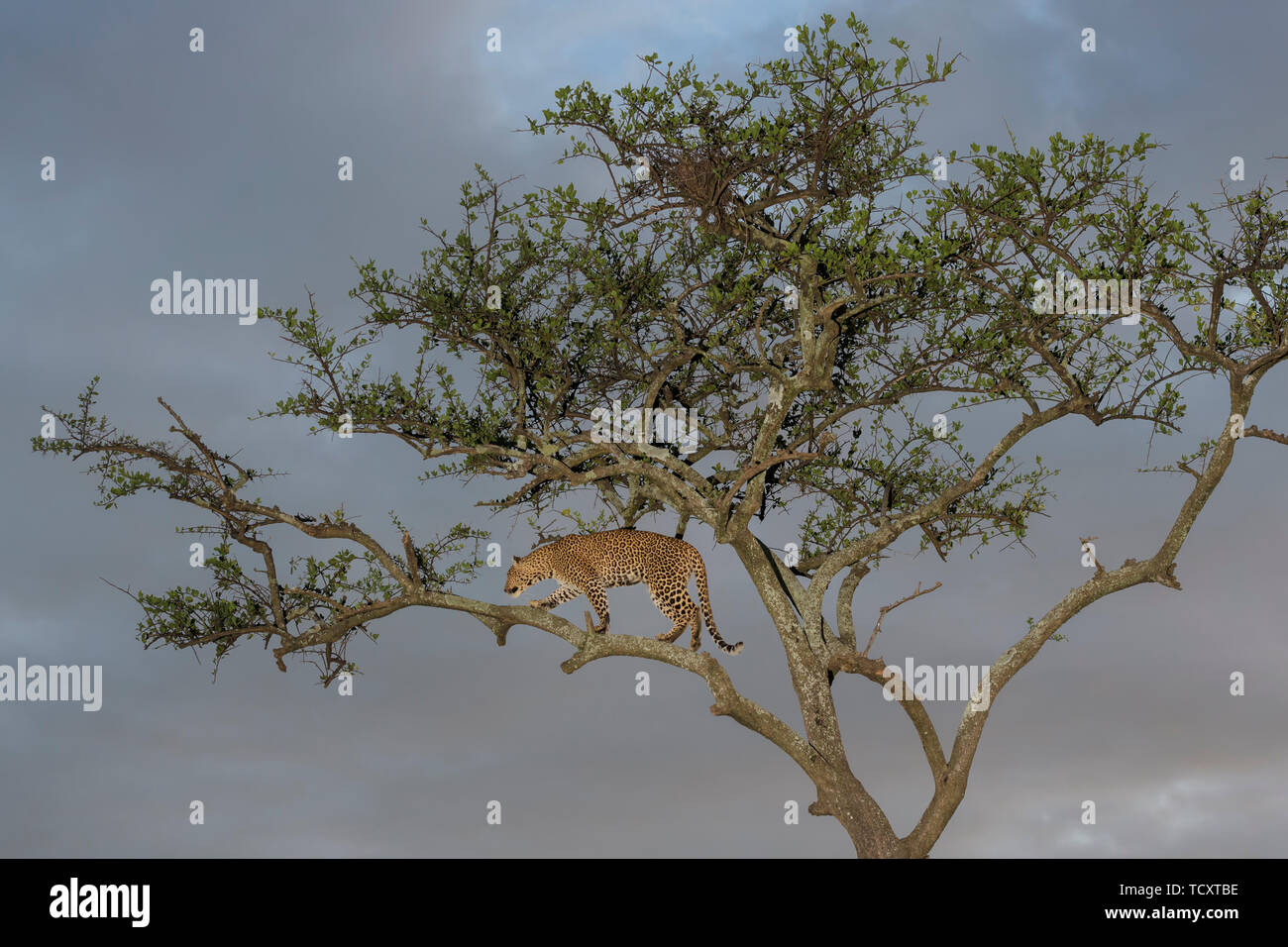 Leopard on tree masai hi-res stock photography and images - Alamy