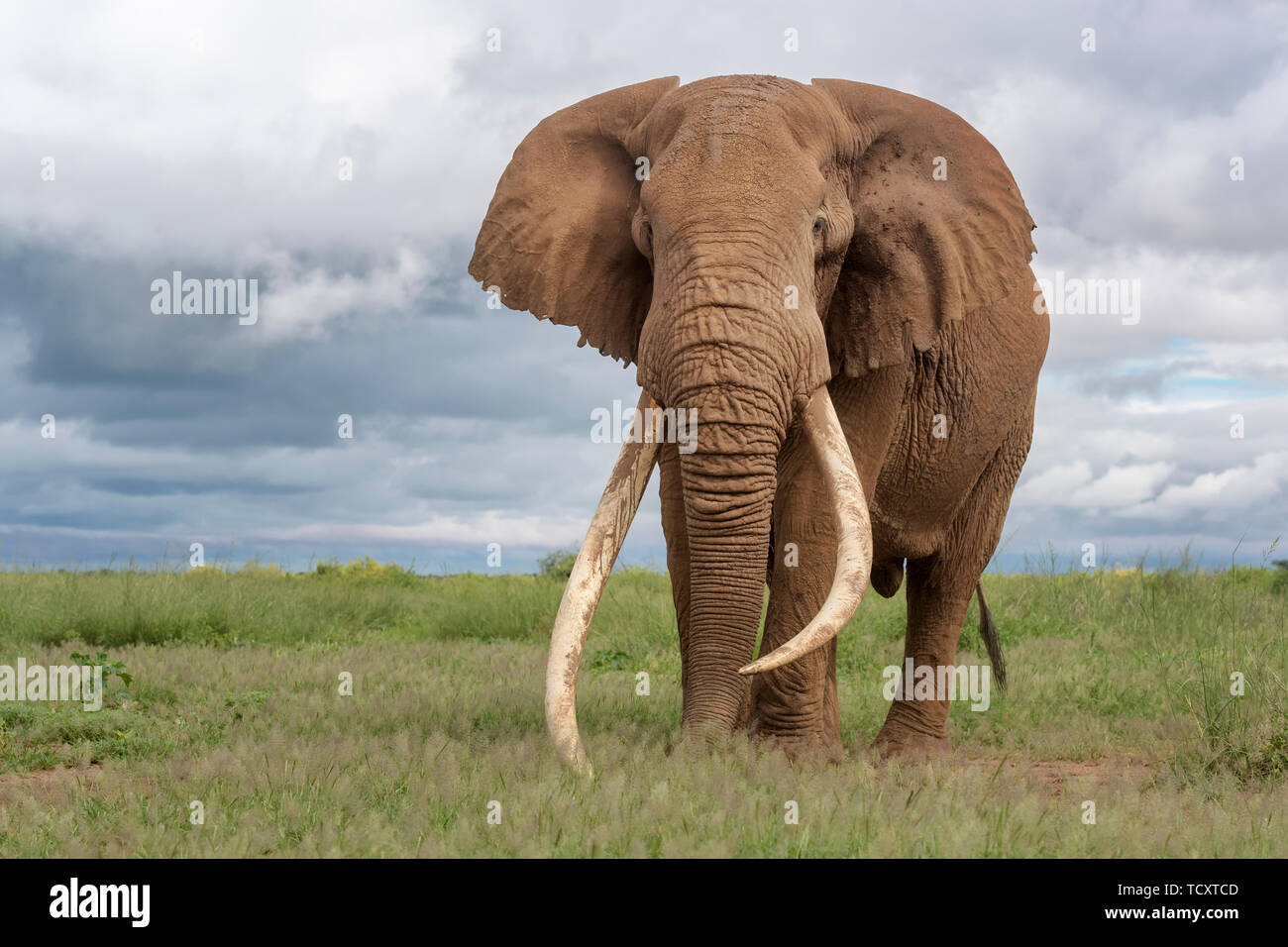 Elderly bull elephant hi-res stock photography and images - Alamy