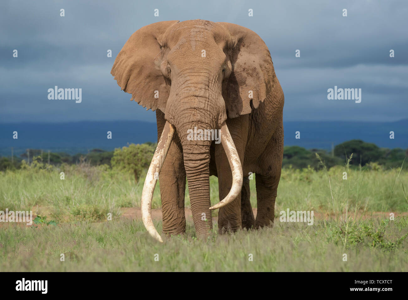 Elderly bull elephant hi-res stock photography and images - Alamy