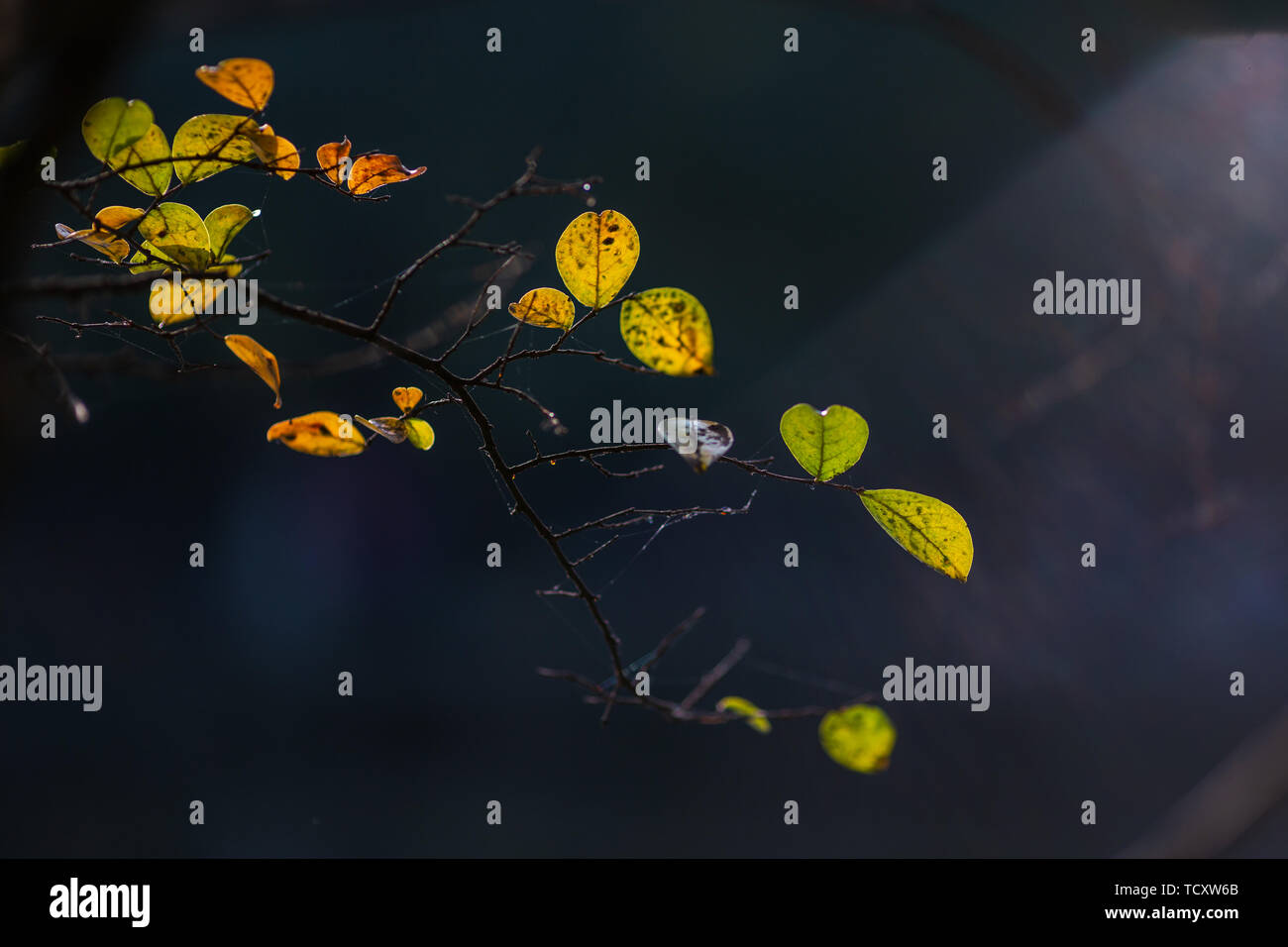 Tianping hi-res stock photography and images - Alamy