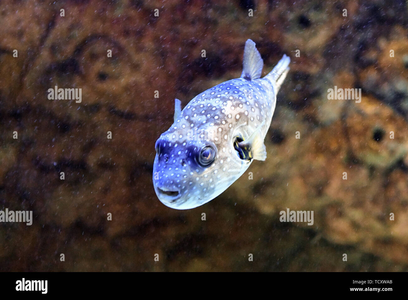Pearl headed hi-res stock photography and images - Alamy