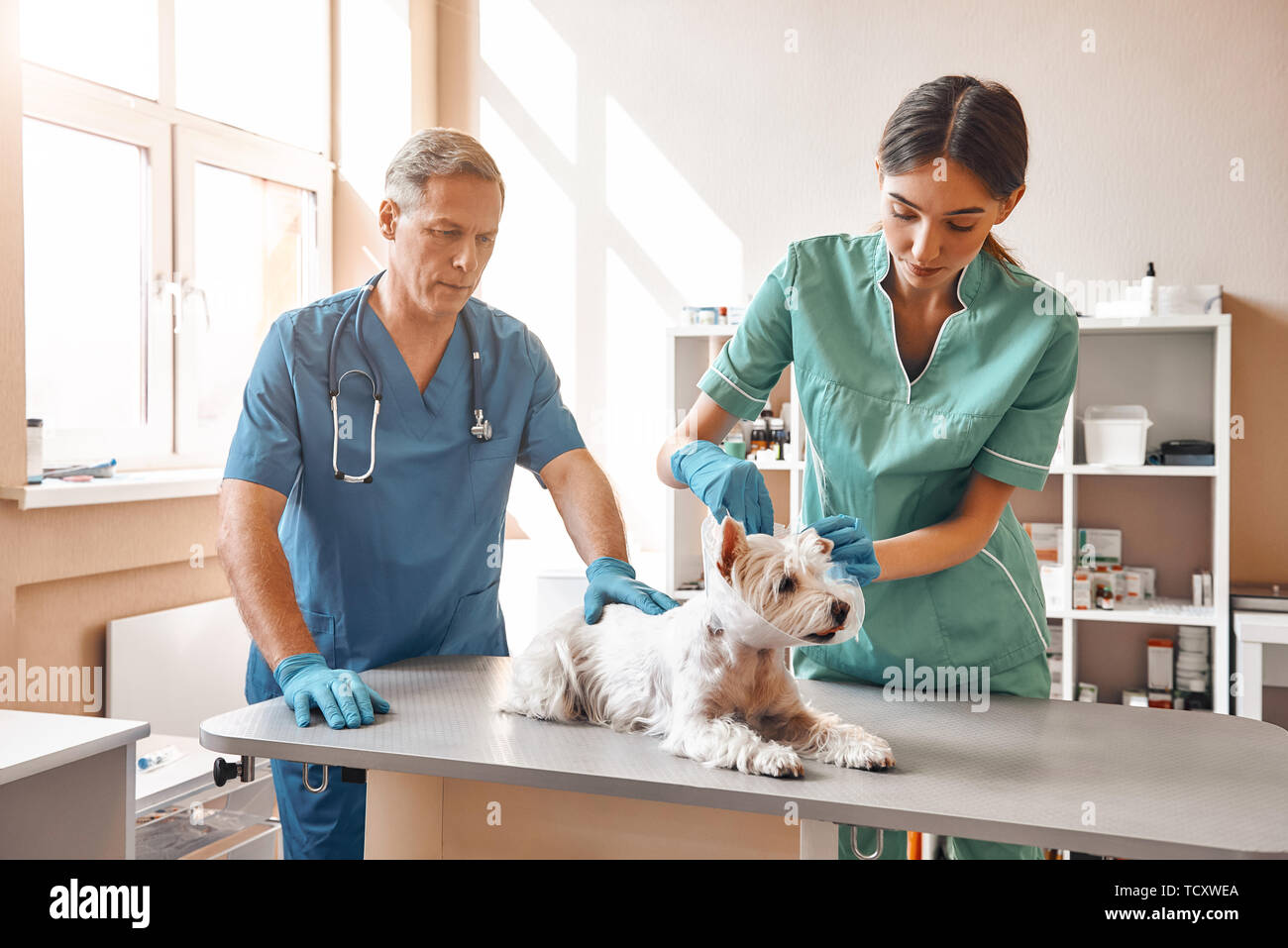 Vet working male hi-res stock photography and images - Alamy