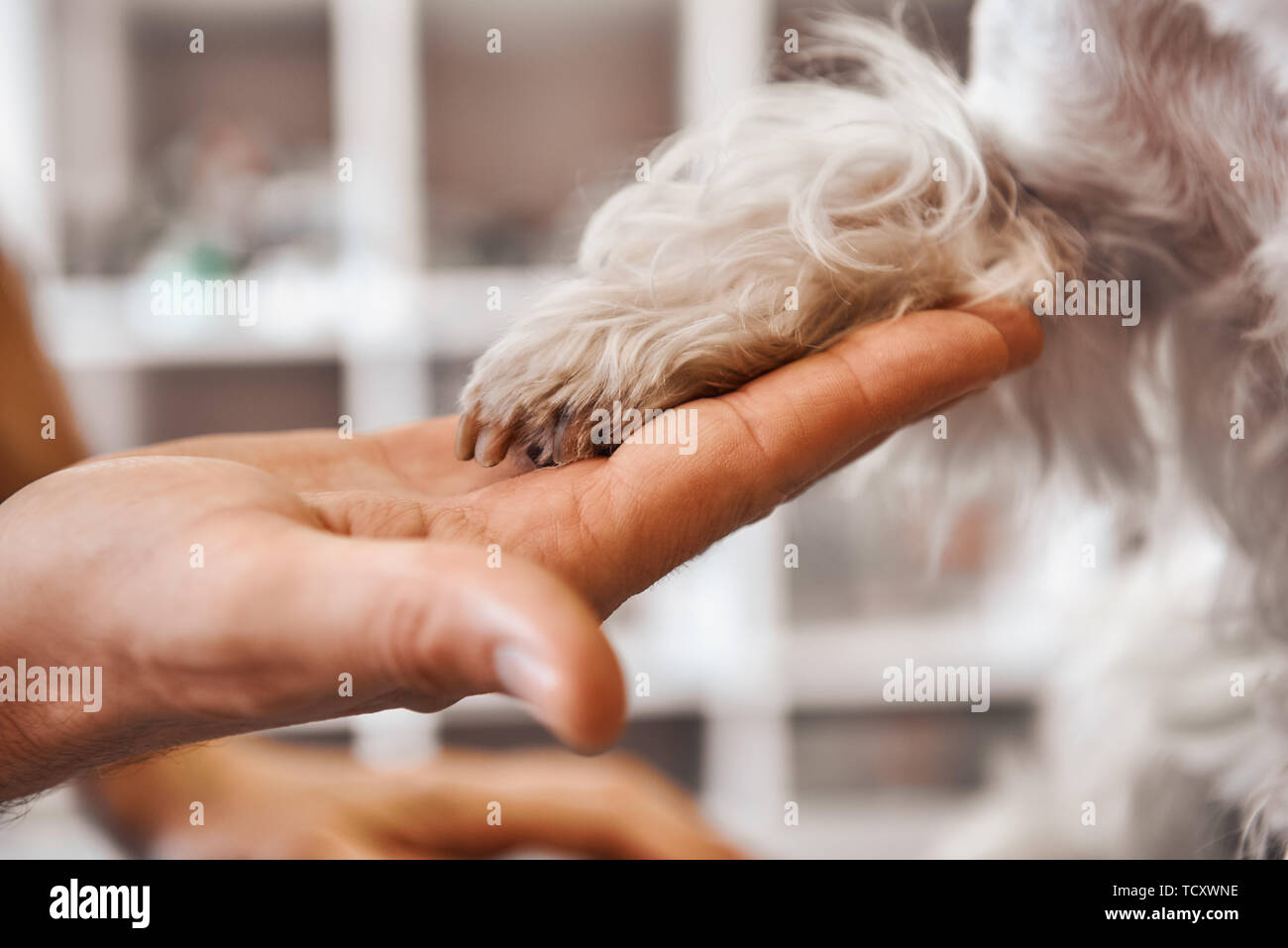 Vet hand hi-res stock photography and images - Alamy