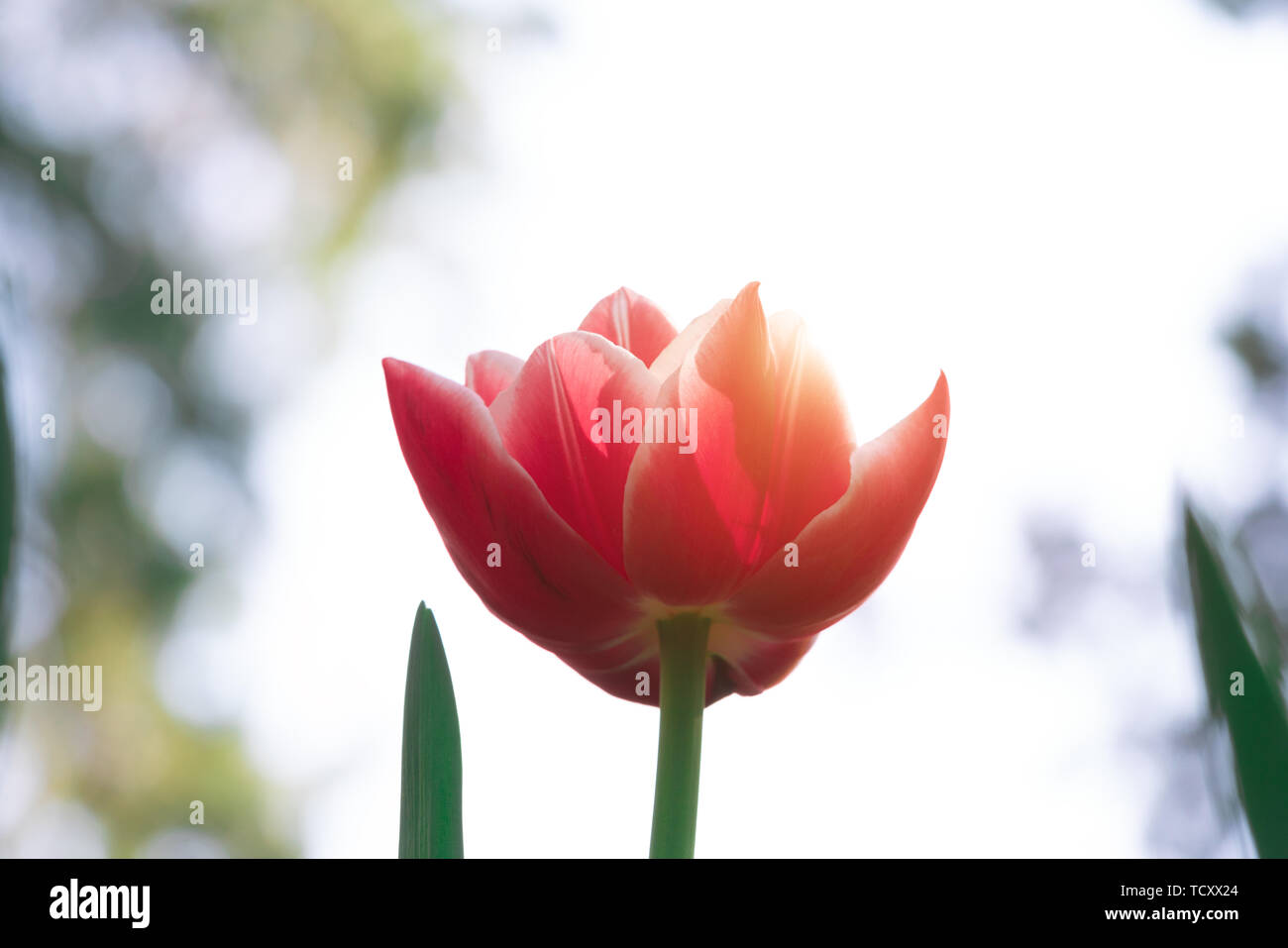Spring beautiful tulip flowers background material Stock Photo - Alamy