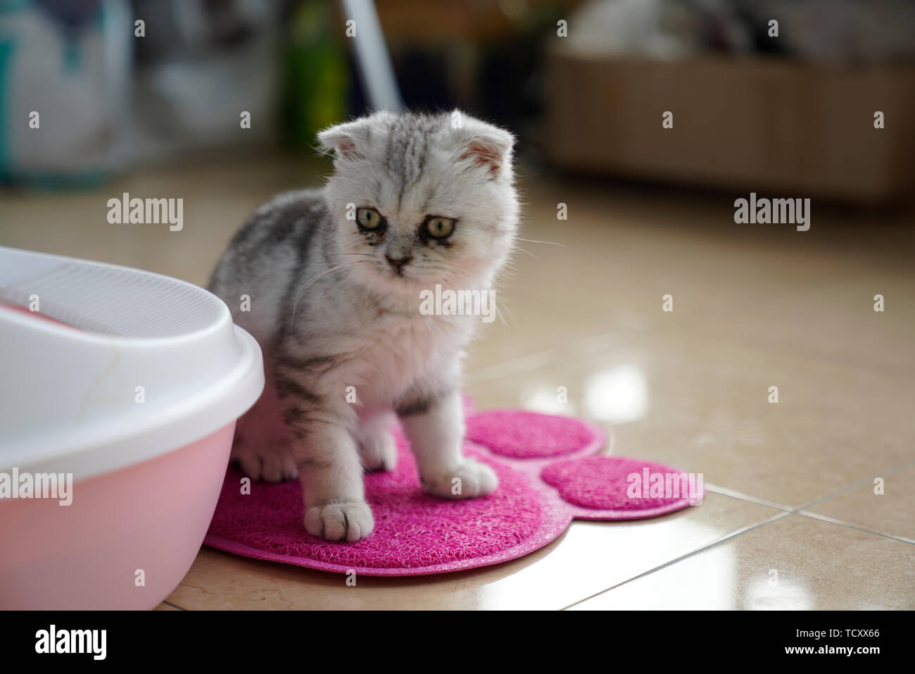 Kitten, ear-folding cat Stock Photo - Alamy