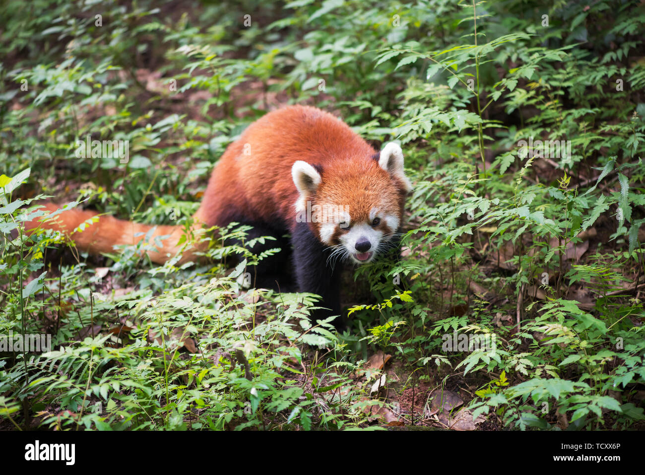 Little Panda in Chengdu, Sichuan Stock Photo - Alamy