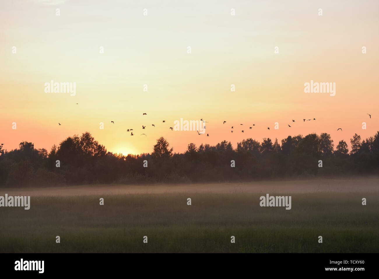 Landscape. Birds flying over a foggy field at sunset Stock Photo - Alamy