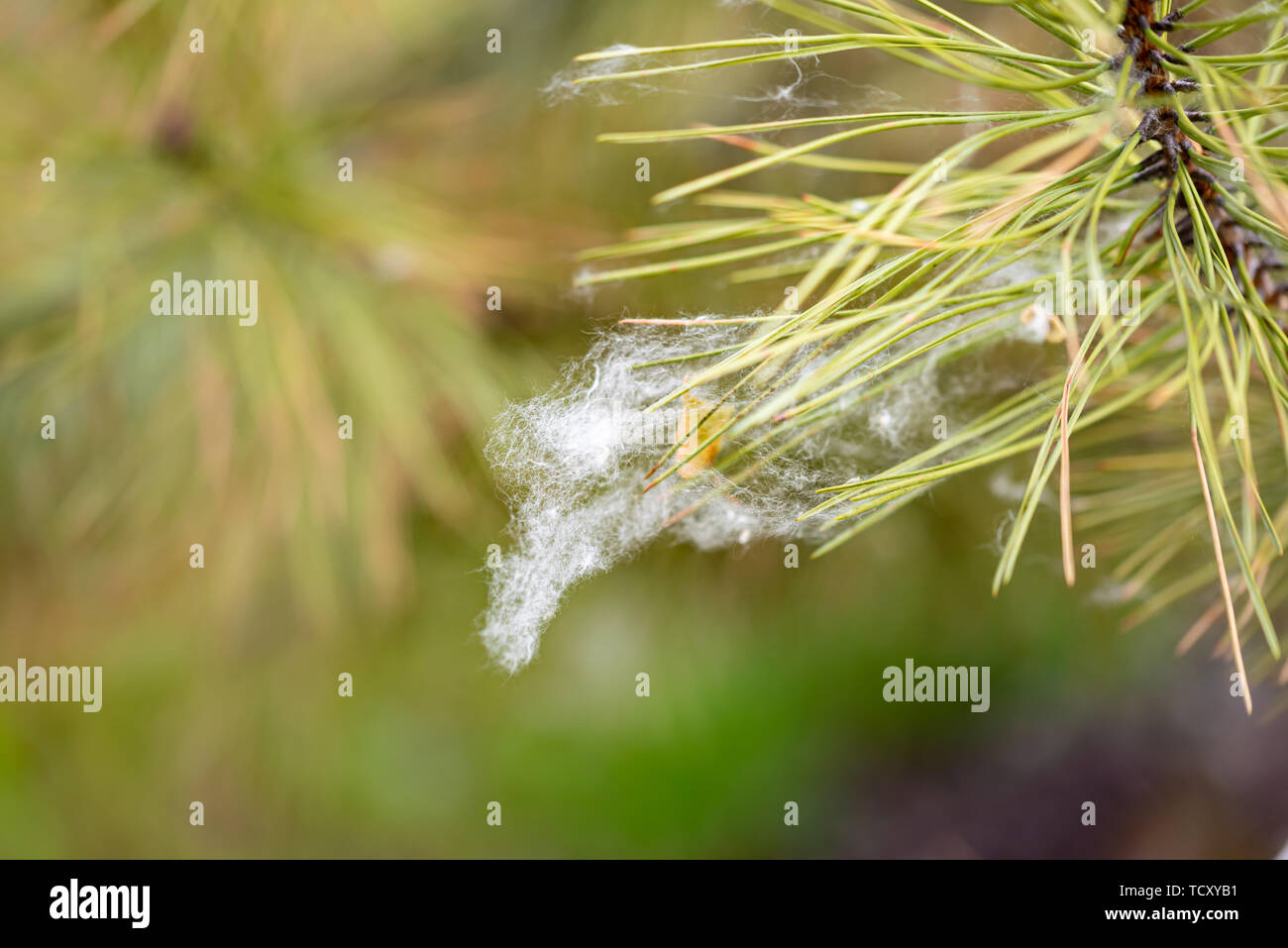Poplar tree seed seeds seed tufts hi-res stock photography and images ...