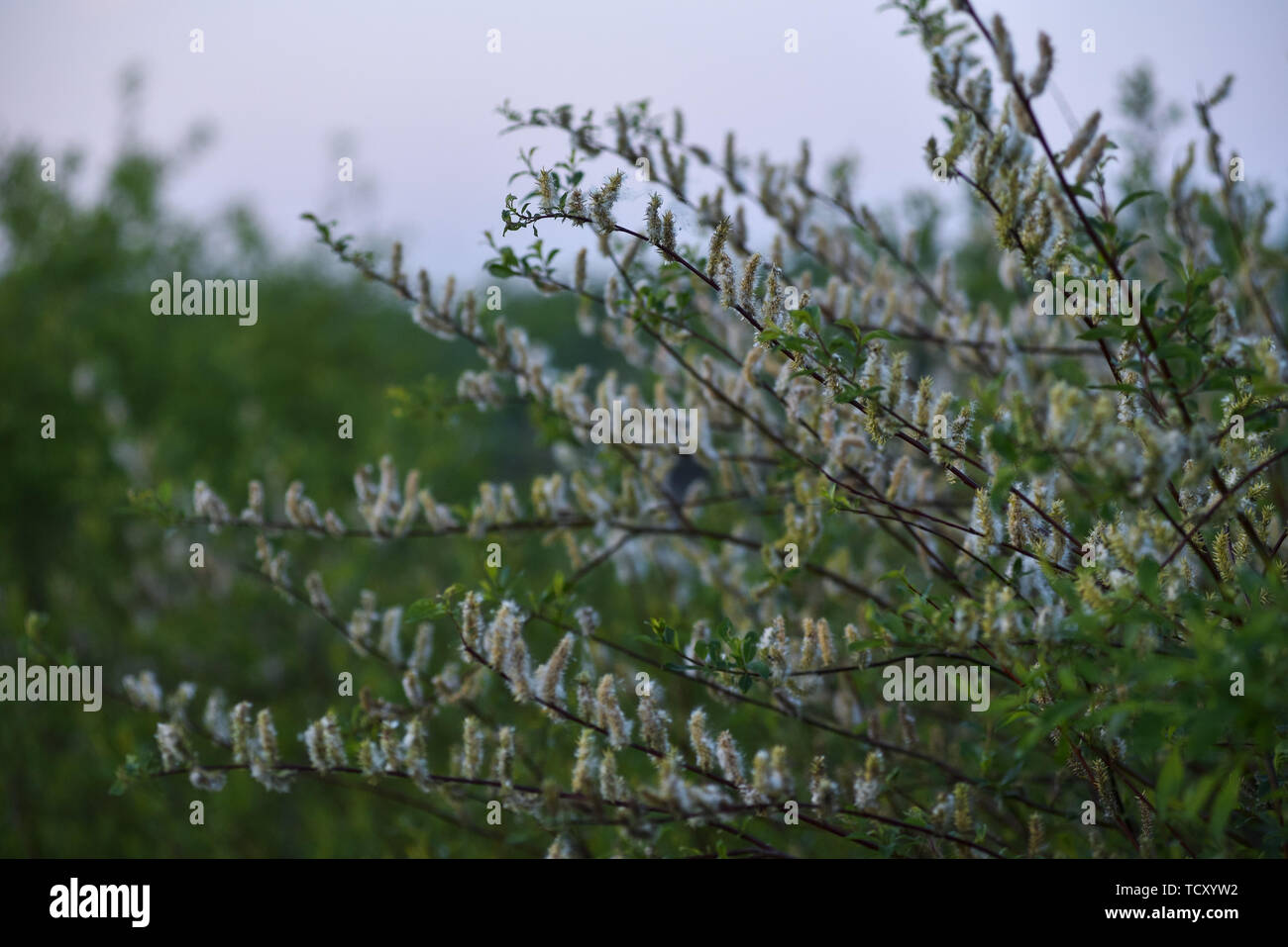Weeping willow at sunset at lake hi-res stock photography and images ...