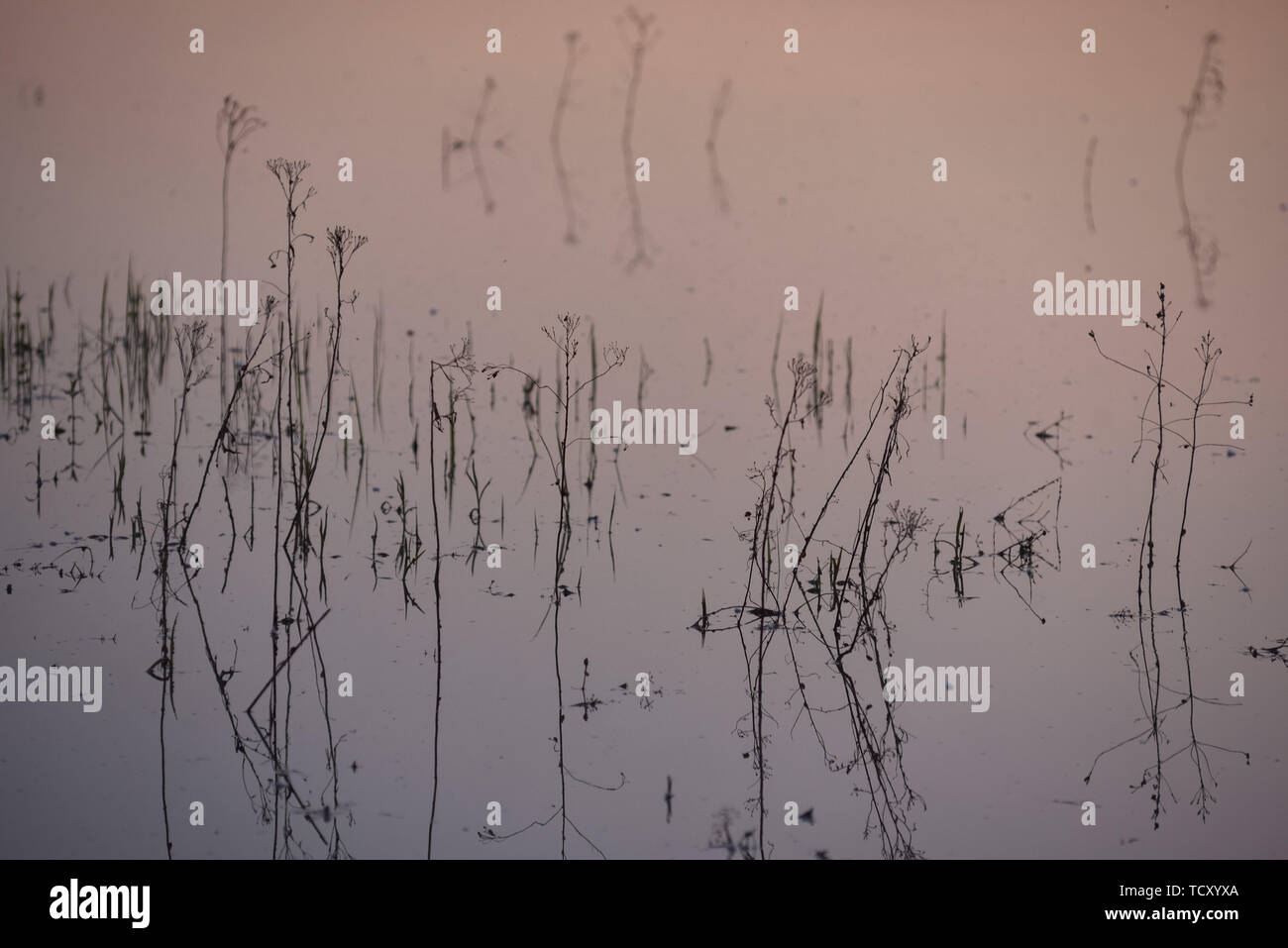 Grass sprouting from the water and last year's dried stems sticking to ...