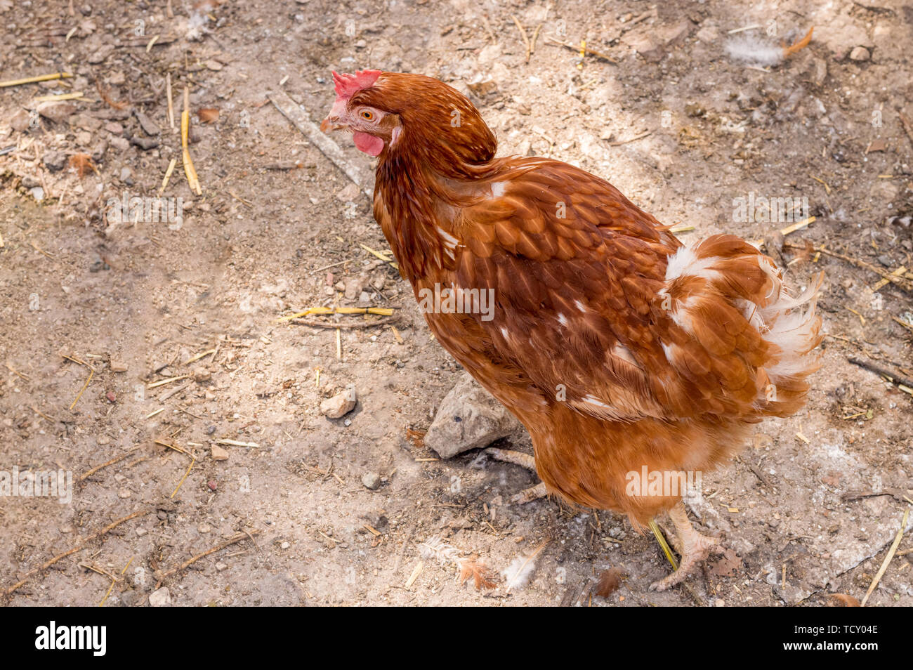Free range red hen walking on the ground in a village Stock Photo - Alamy