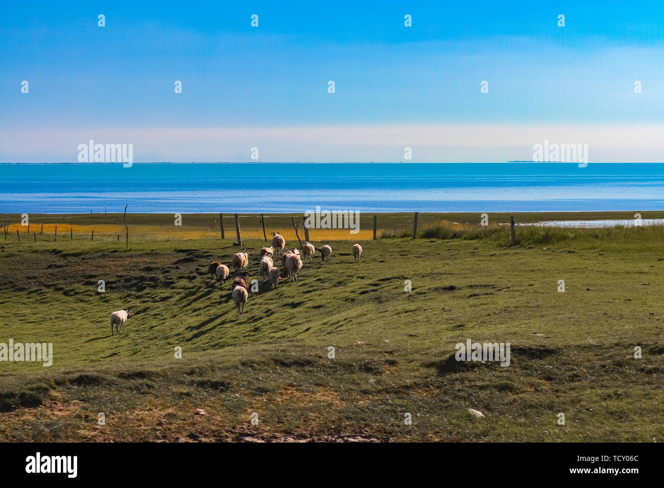 Qinghai lake qinghai lake scenery scenery around the lake hi-res stock ...