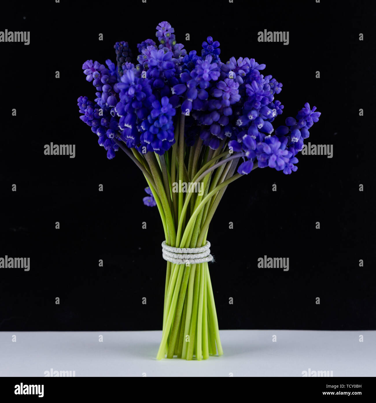 Bouquet of blue Muscari. Spring flowers. Black and white background ...