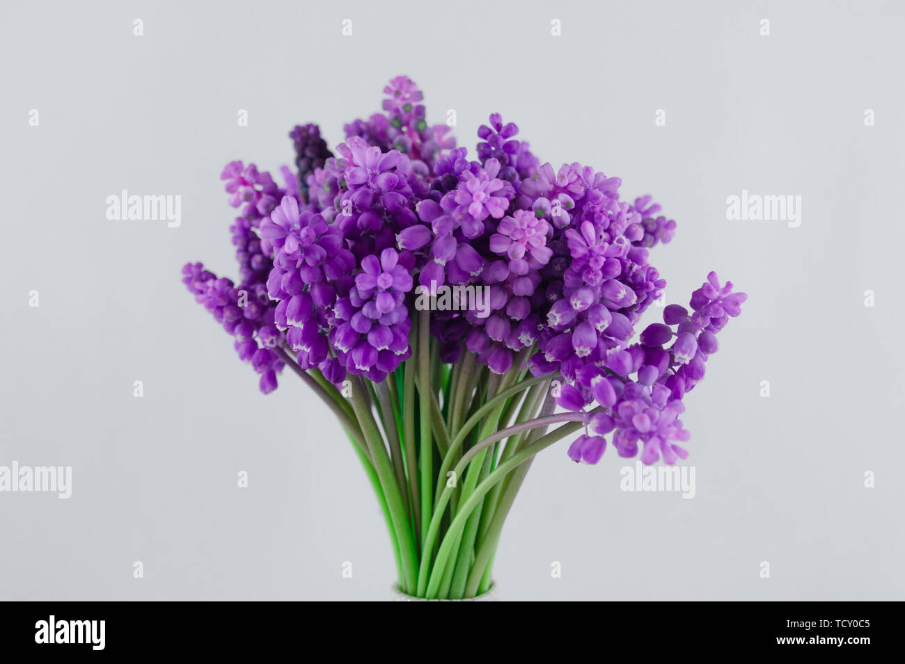Bouquet of violet Muscari. Spring flowers. White background Stock Photo ...