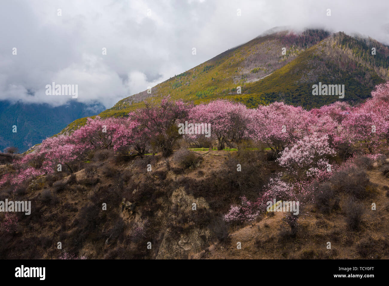 Chinji High Resolution Stock Photography and Images - Alamy
