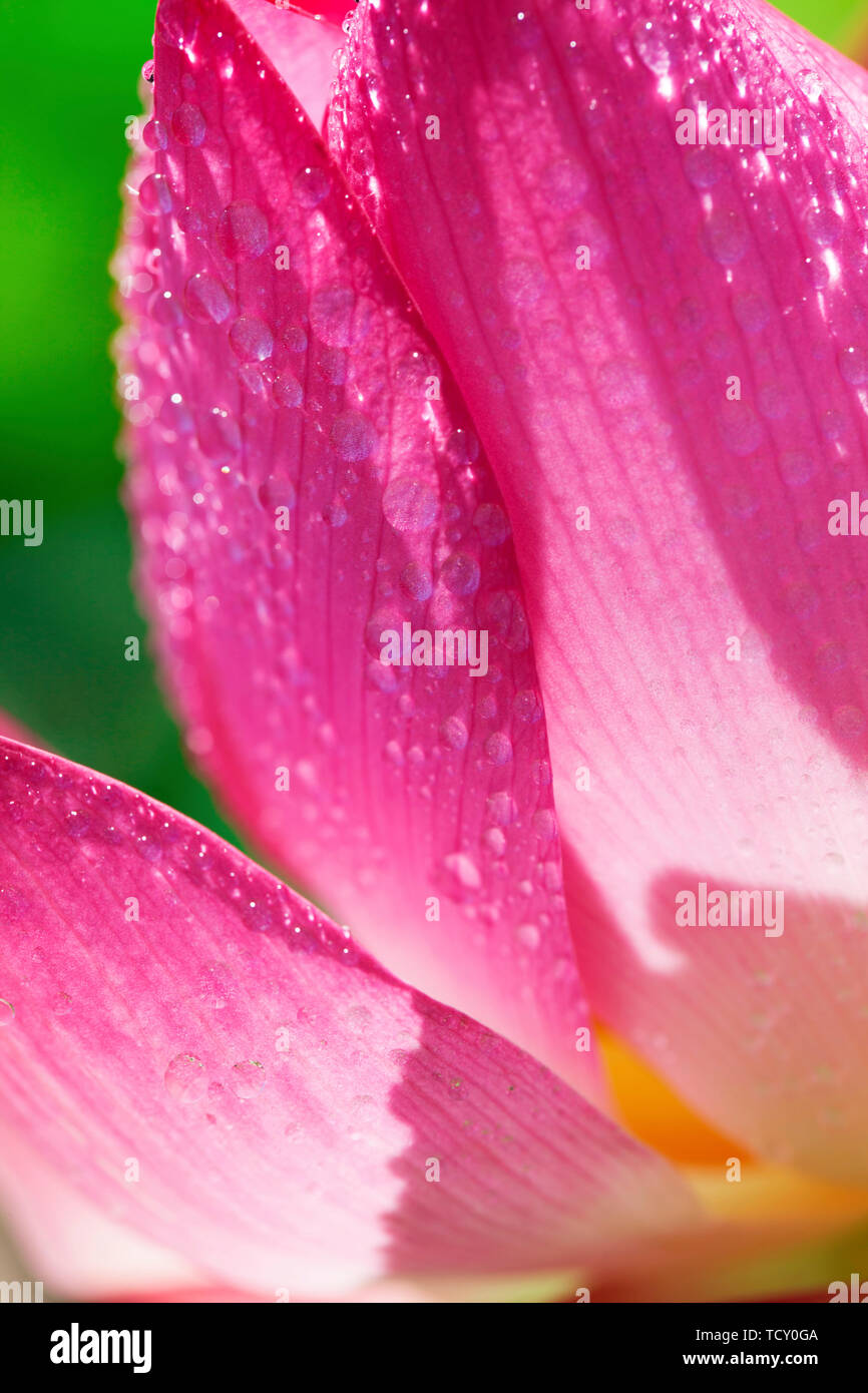 Foreign leaves and lotus flowers bloom hi-res stock photography and ...