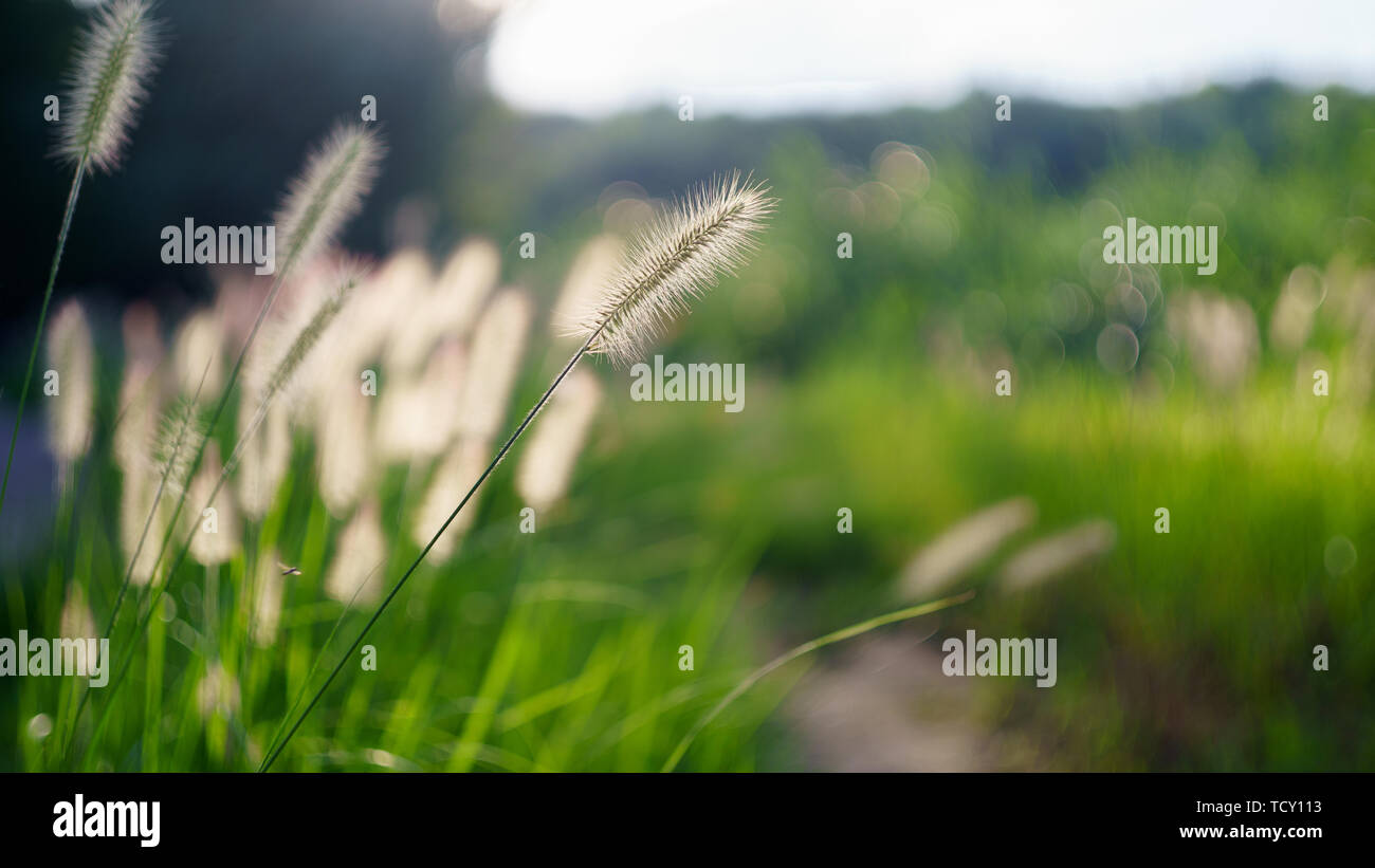 Dog tail grass backlight Stock Photo - Alamy