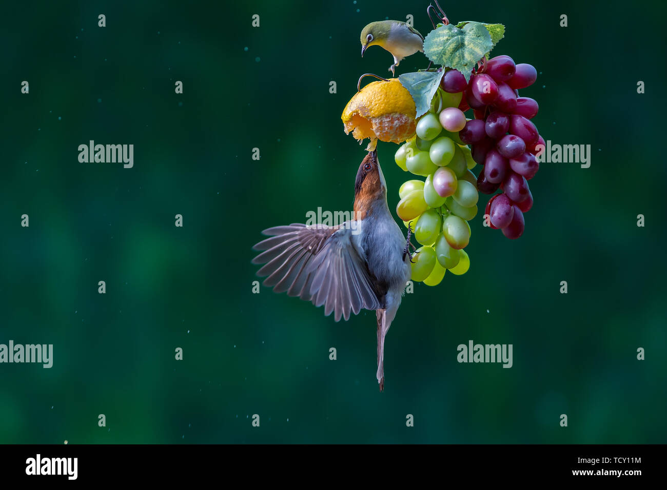 Foraging for water plants hi-res stock photography and images - Alamy