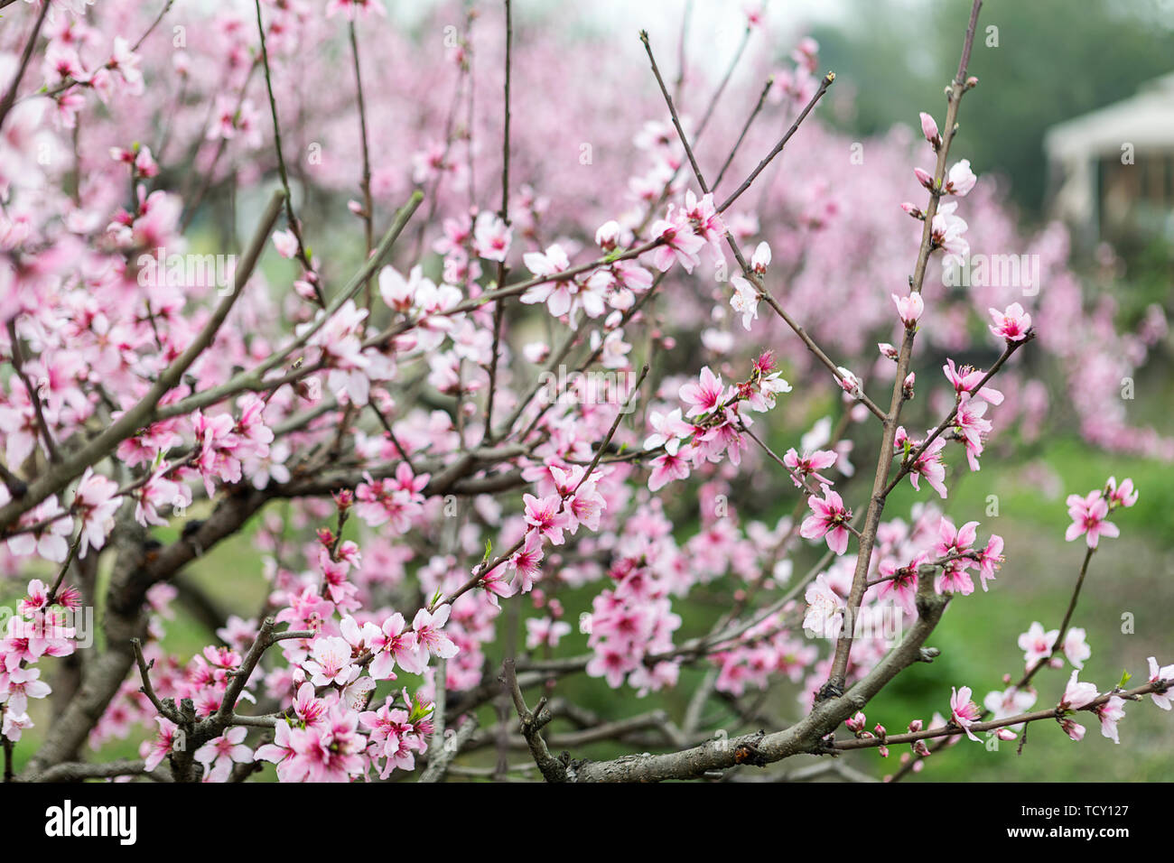 Blossoms sprout hi-res stock photography and images - Alamy