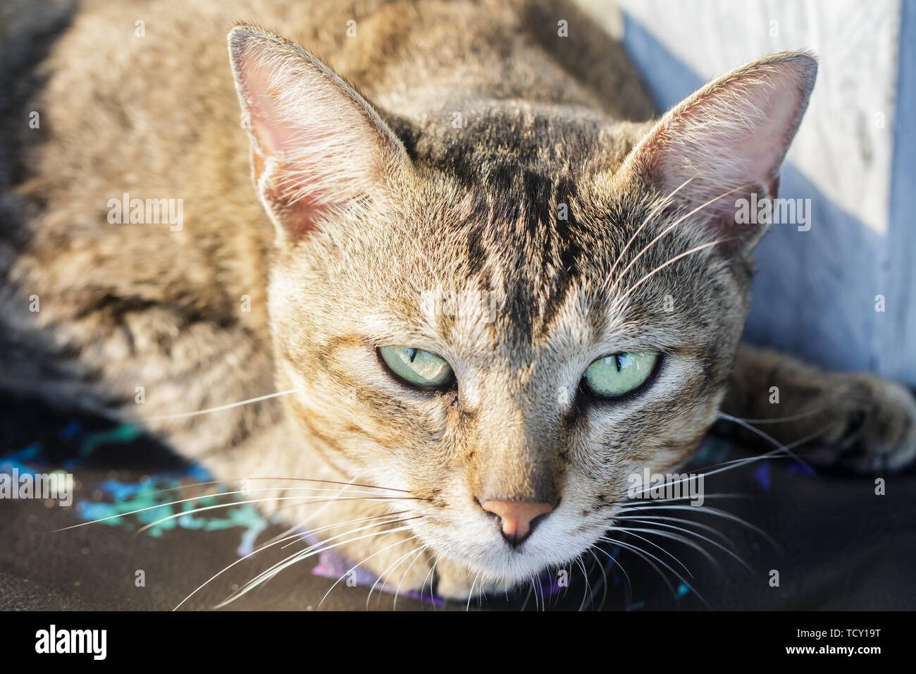 Vigilant pose hi-res stock photography and images - Alamy